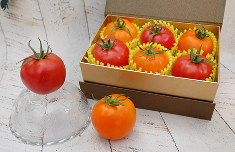 4146 SAKURA TARO (Peach-Red Tomato) – EVERGROW SEED CO. LTD.