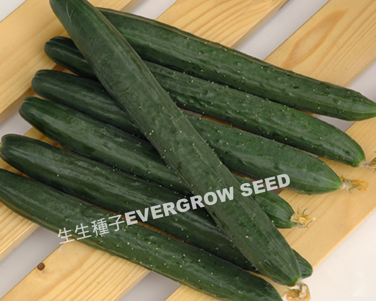 7411 LUSH – EVERGROW SEED CO. LTD.