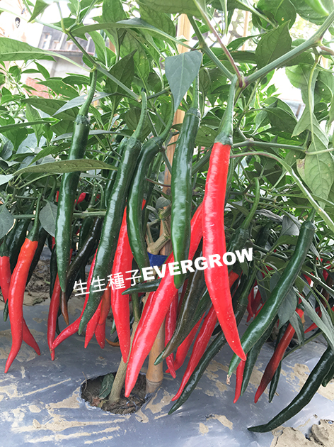 5008 DELICACY IMPROVED – EVERGROW SEED CO. LTD.