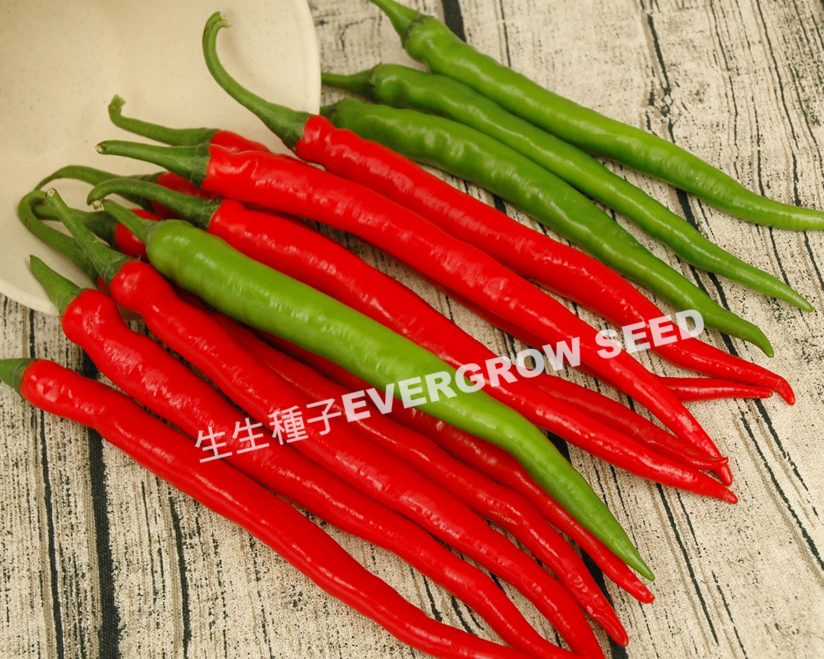 5195 ANDY – EVERGROW SEED CO. LTD.