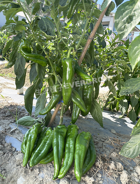 3112A NEW MADRID – EVERGROW SEED CO. LTD.