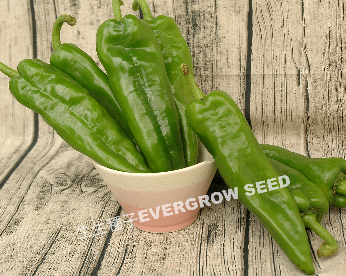 3112A NEW MADRID – EVERGROW SEED CO. LTD.