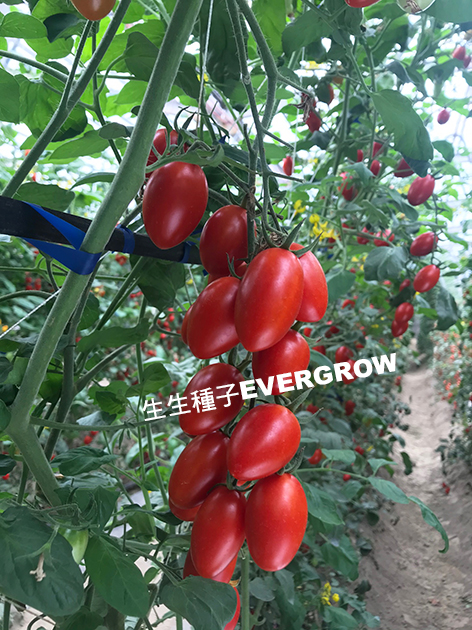 4122 SUMMER EXPRESS NO.3 – EVERGROW SEED CO. LTD.