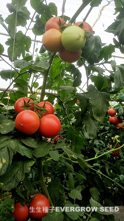 4146 SAKURA TARO (Peach-Red Tomato) – EVERGROW SEED CO. LTD.