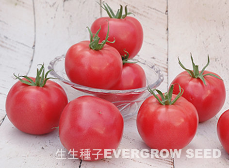 4146 SAKURA TARO (Peach-Red Tomato) – EVERGROW SEED CO. LTD.