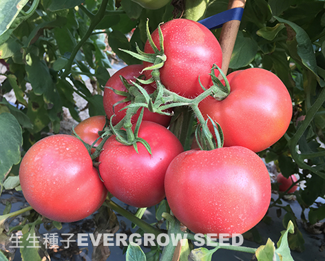 4146 SAKURA TARO (Peach-Red Tomato) – EVERGROW SEED CO. LTD.