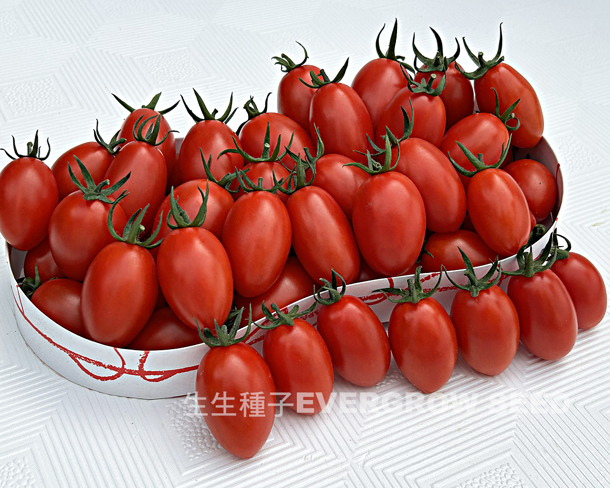 4151 SUMMER EXPRESS NO.3 IMPROVED – EVERGROW SEED CO. LTD.
