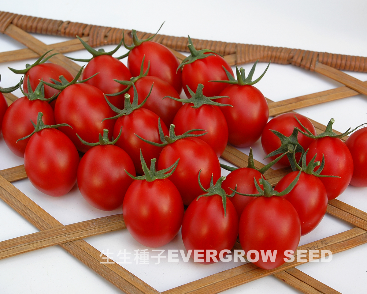 4152 DIVINE LOVE – EVERGROW SEED CO. LTD.
