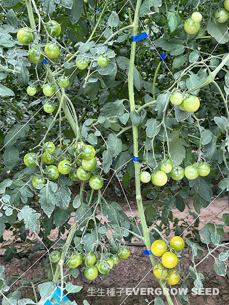 4153 GREEN PUPIL – EVERGROW SEED CO. LTD.