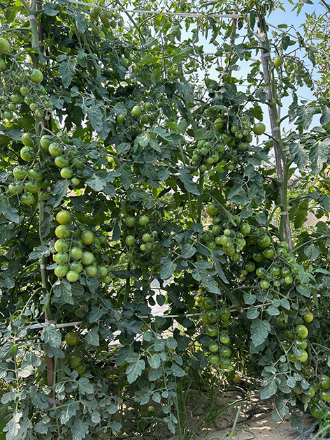 4153 GREEN PUPIL – EVERGROW SEED CO. LTD.