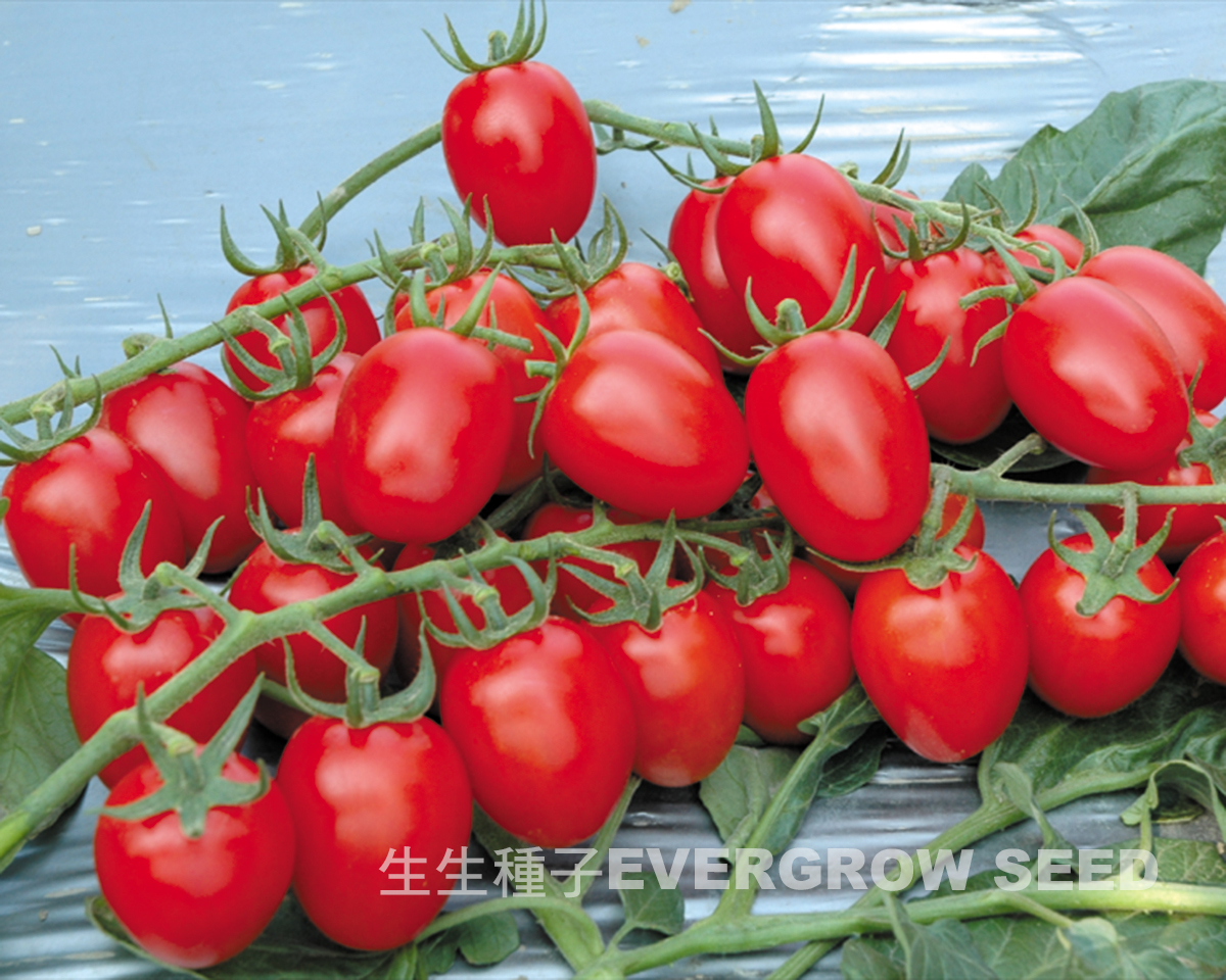 4215 HONEY JADE – EVERGROW SEED CO. LTD.