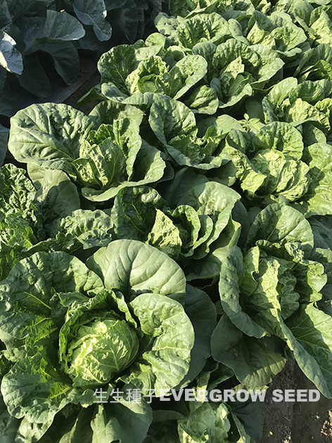 19546 JADY – EVERGROW SEED CO. LTD.