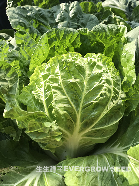 19546 JADY – EVERGROW SEED CO. LTD.