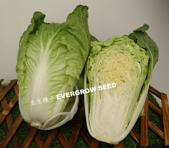 19546 JADY – EVERGROW SEED CO. LTD.