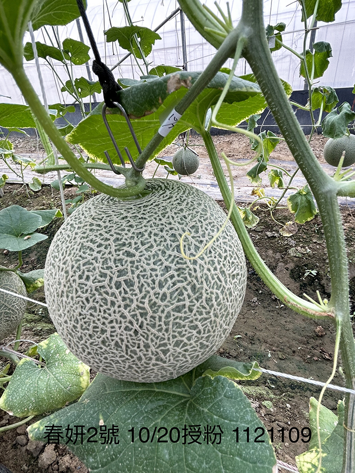 1308 SPRING FLASH NO.2 – EVERGROW SEED CO. LTD.