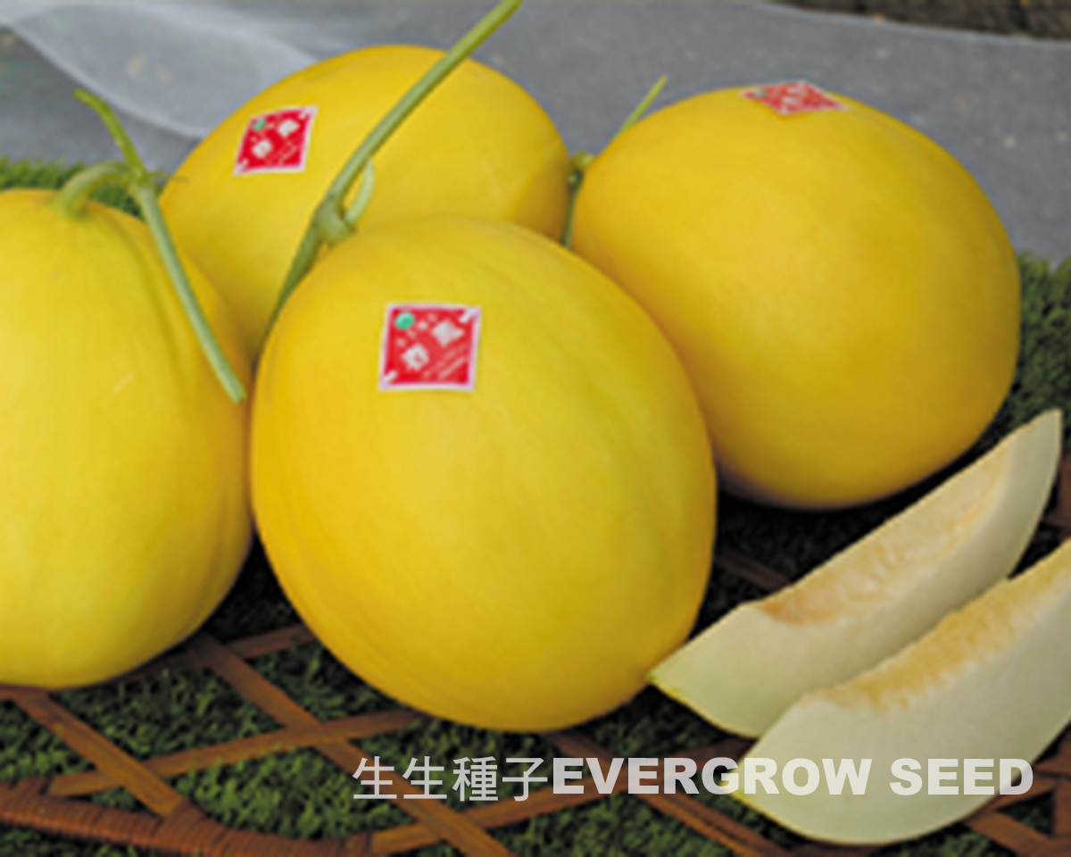 1377 SPRING PHOENIX – EVERGROW SEED CO. LTD.