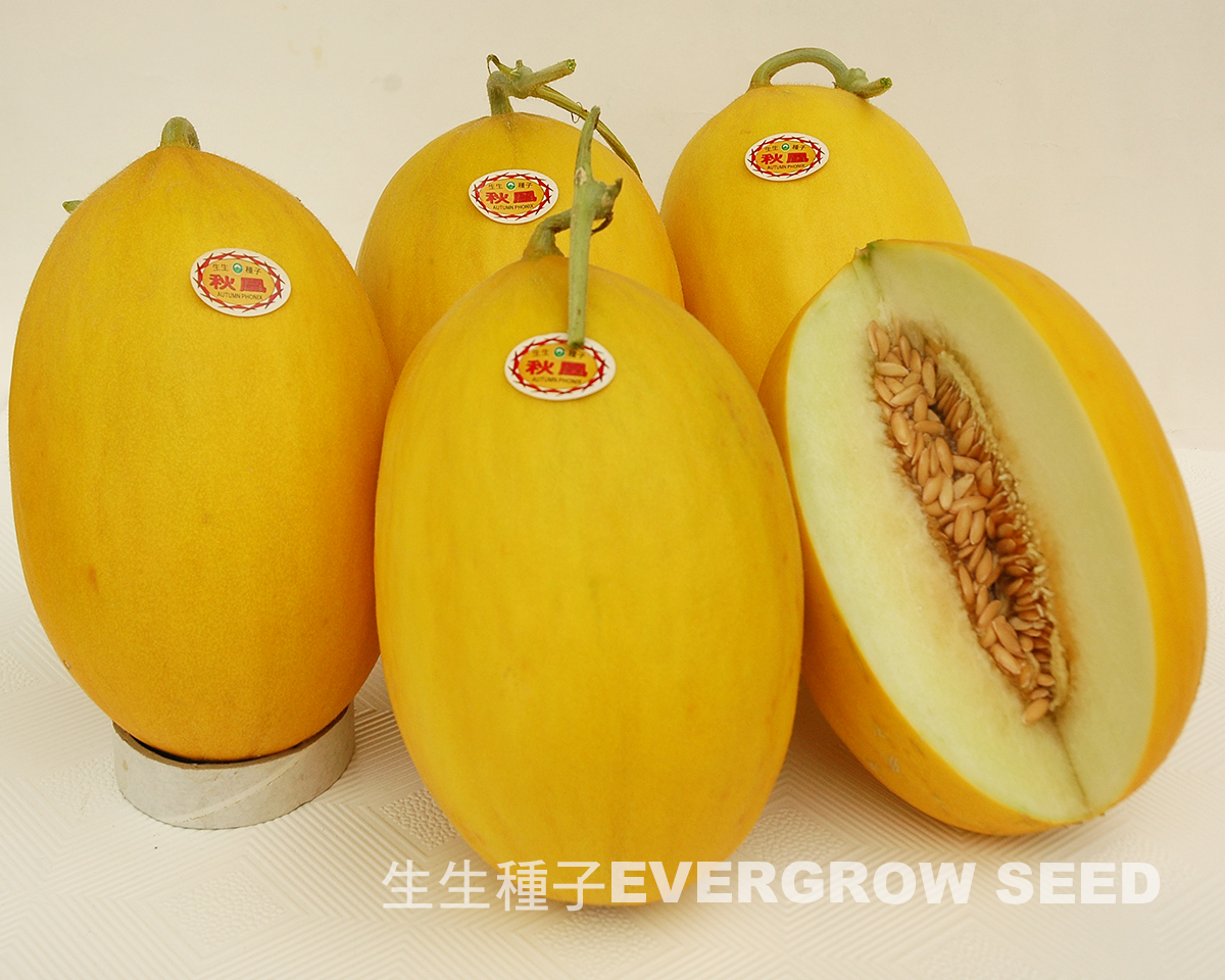 1378A AUTUMN PHOENIX – EVERGROW SEED CO. LTD.