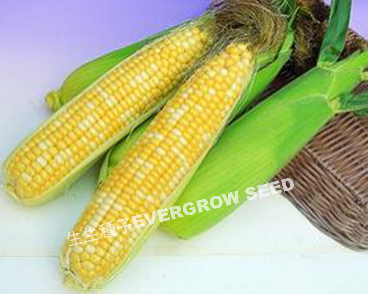 25451 DOUBLE CHERISH – EVERGROW SEED CO. LTD.