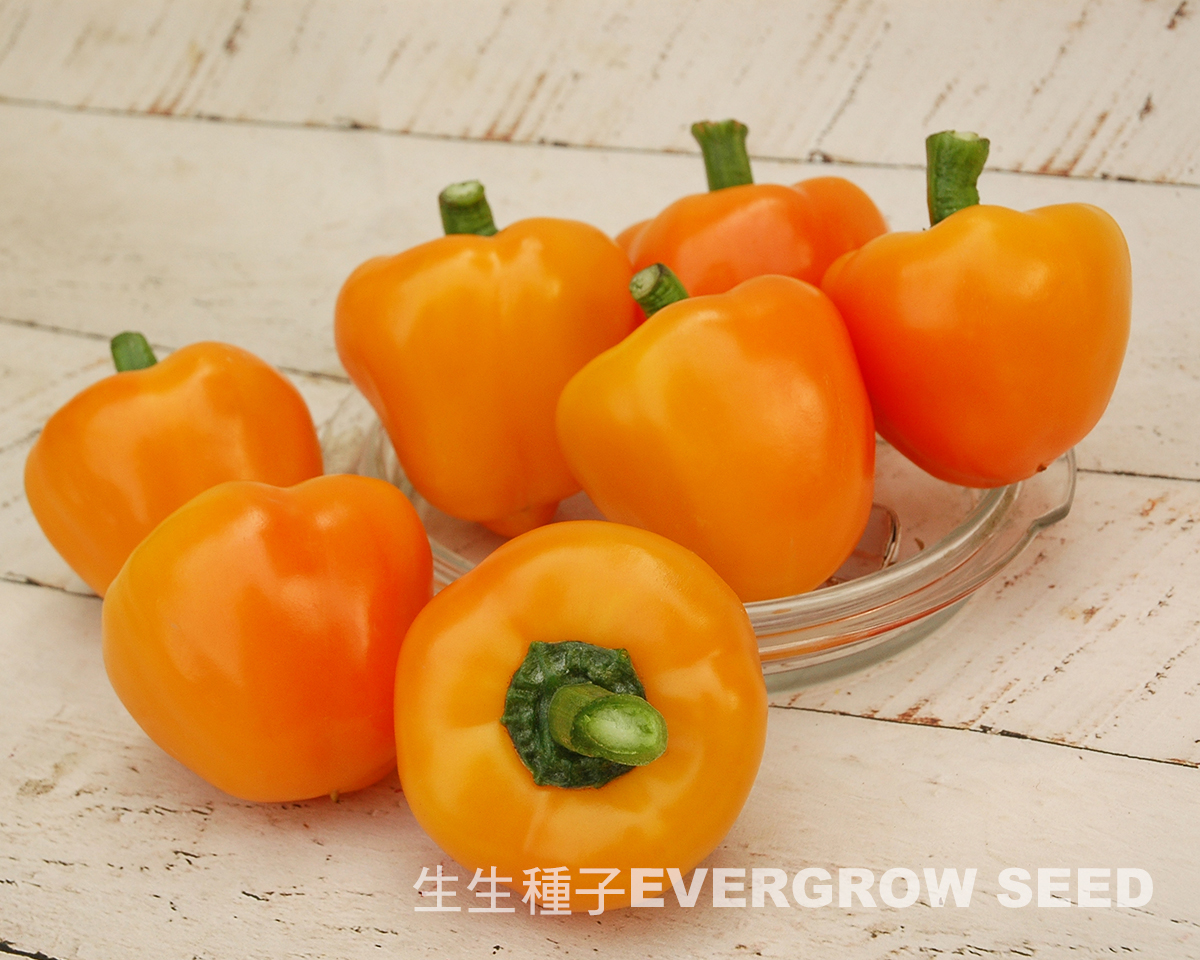 3162 MINI YELLOW BELL (Specific Type) – EVERGROW SEED CO. LTD.